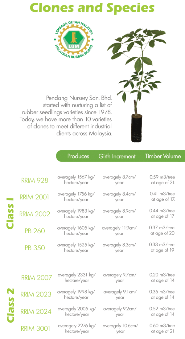 RRIM2007 Clones | Pendang Nursery